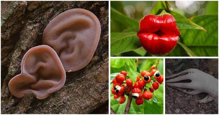 6 Unique Plants That Look Like Humans Body Parts