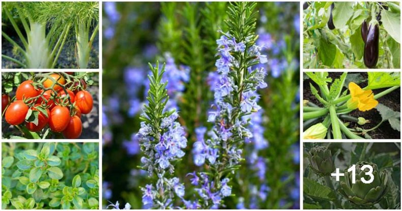 21 Best Edible Italian Plants To Grow In The Garden