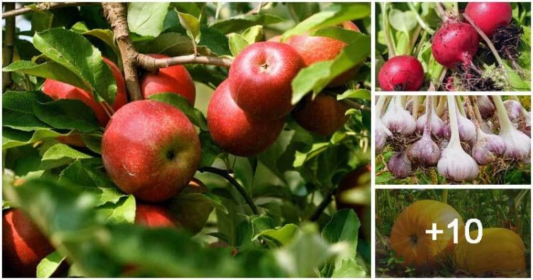 14 Winter Vegetables You Can Grow For Food Storage