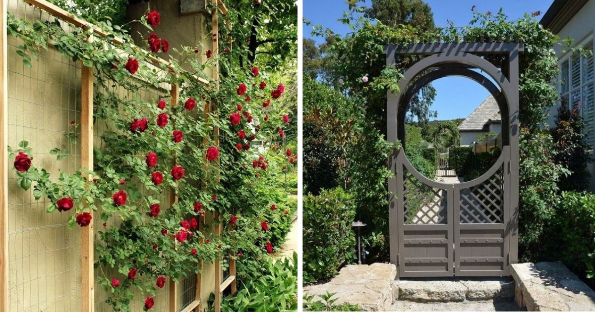 21 Beautiful Garden Trellis Ideas To Spruce Up Your Outdoor Space