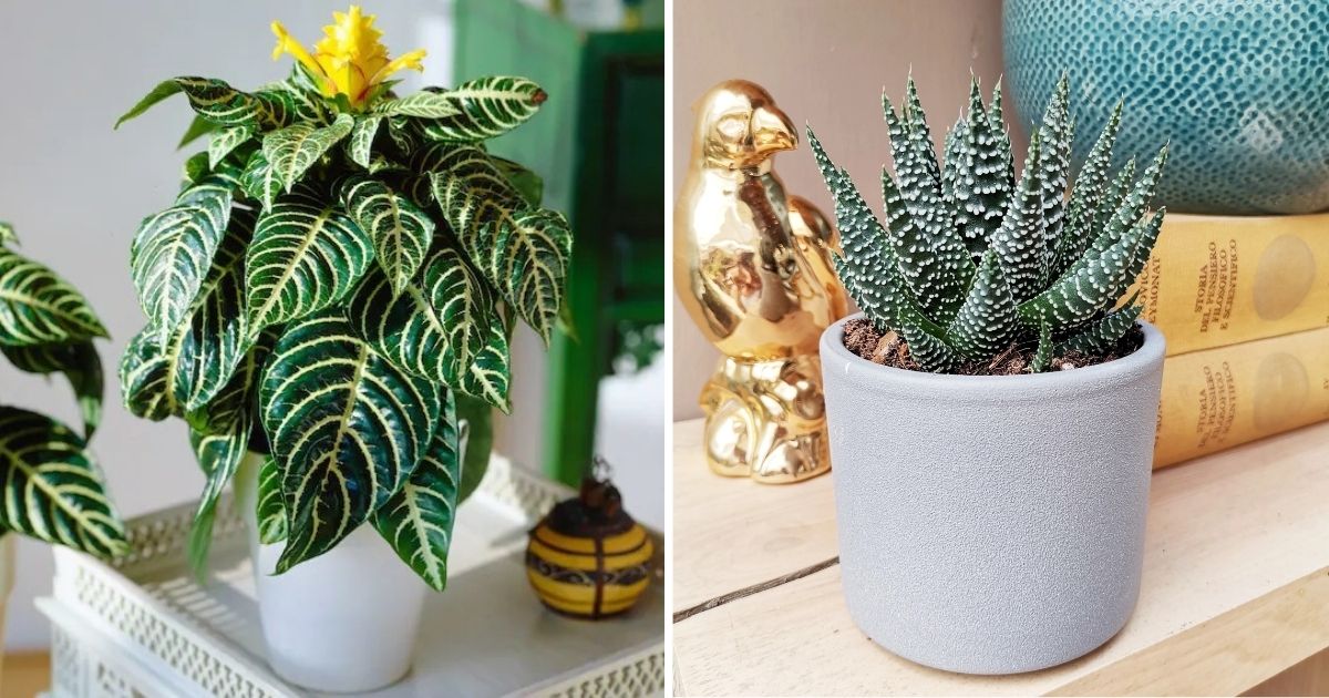 21 Beautiful Zebra Plant Varieties to Grow Indoors and in the Garden