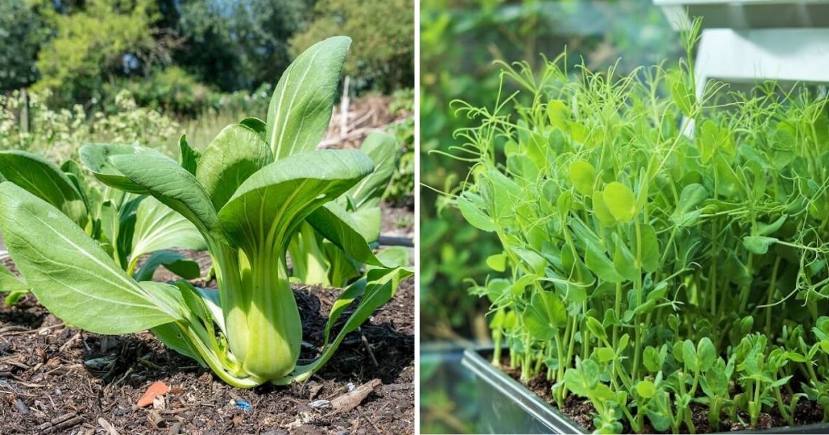 7 Fascinating Ways Spruce Tips Boost Your Health Naturally