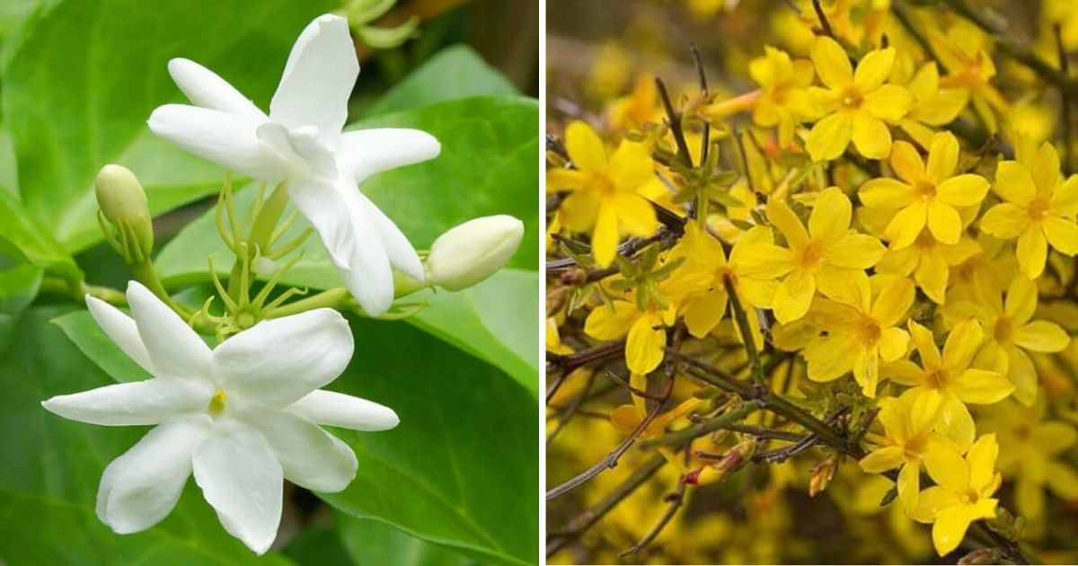 8 Best Beautiful and Fragrant Indoor Jasmine Types