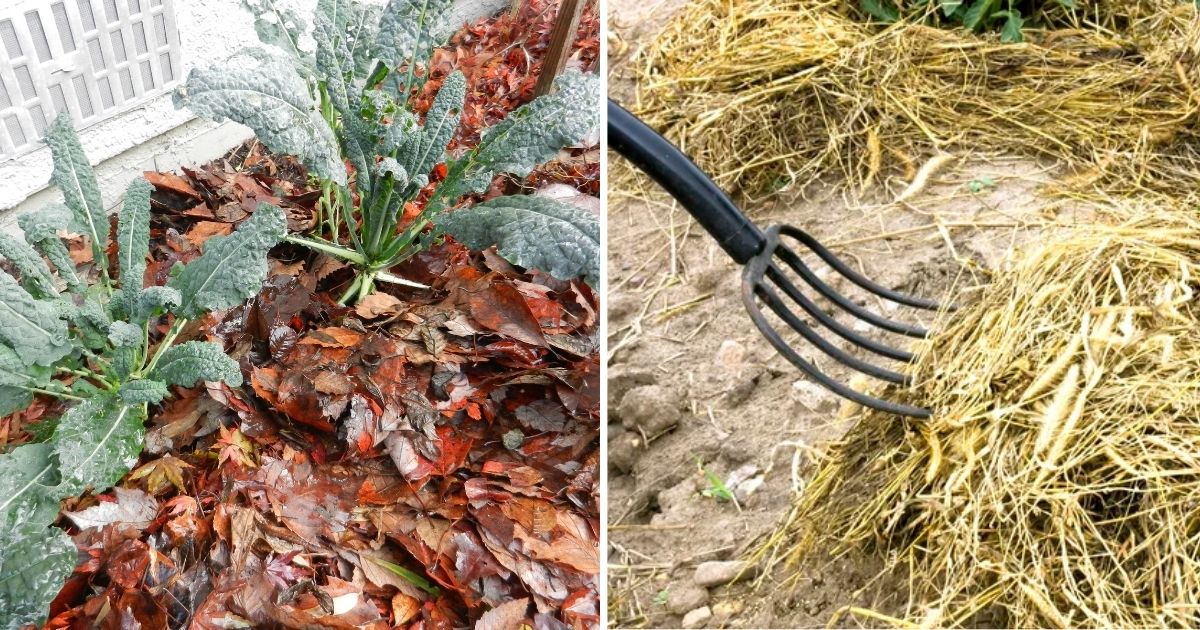7 Best Organic Mulches That Will Boost Your Vegetable Garden Naturally