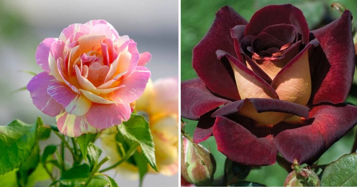 17 Best Rose Varieties to Grow for a Beautiful Garden