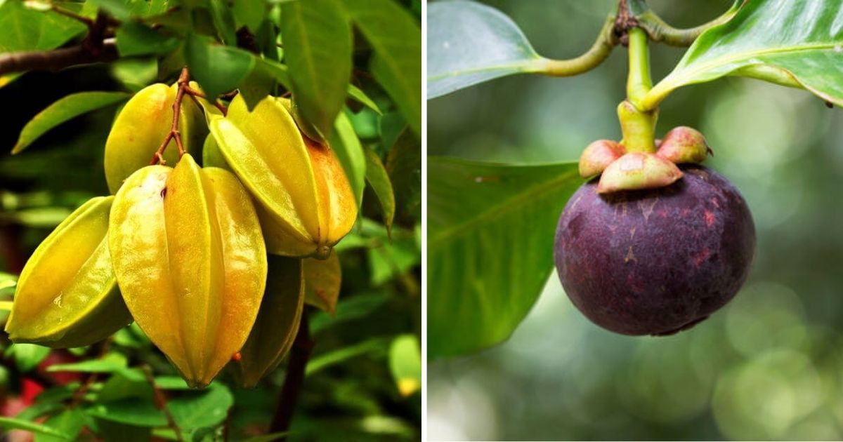 10 Unique Fruit Trees to Grow in Your Garden for Exotic Harvests