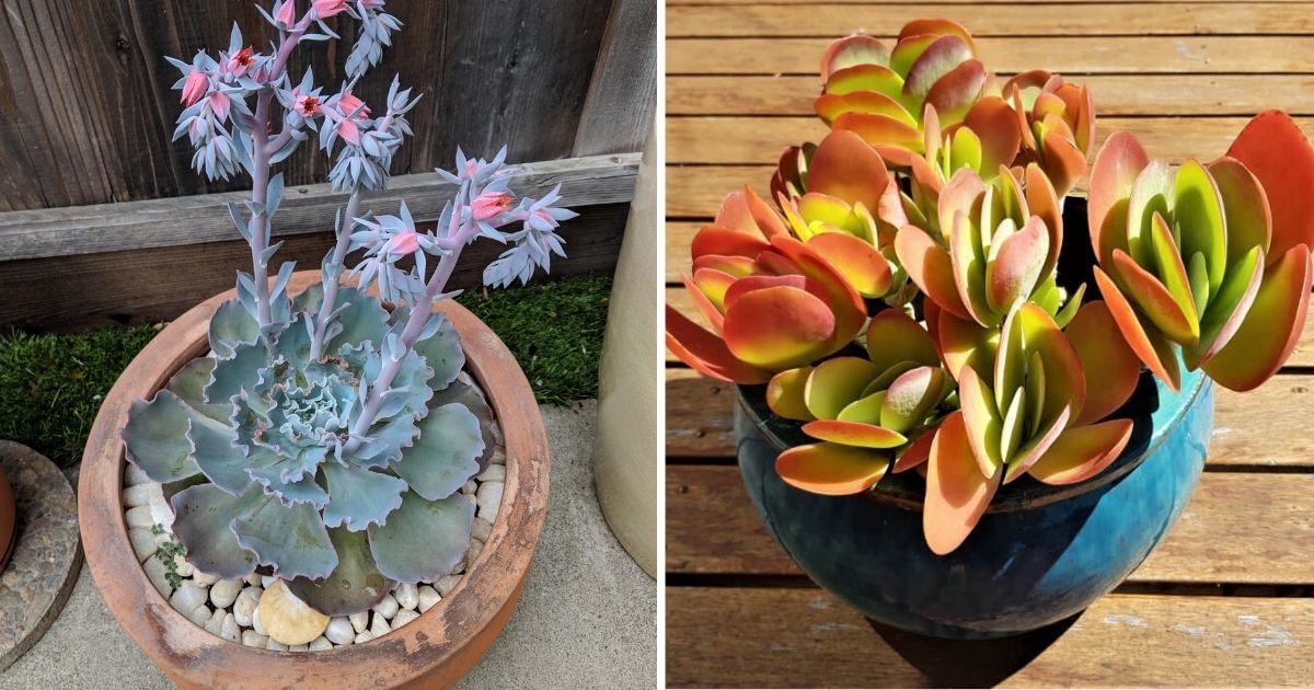 31 Colorful Succulent Types To Add Charming For Your Home