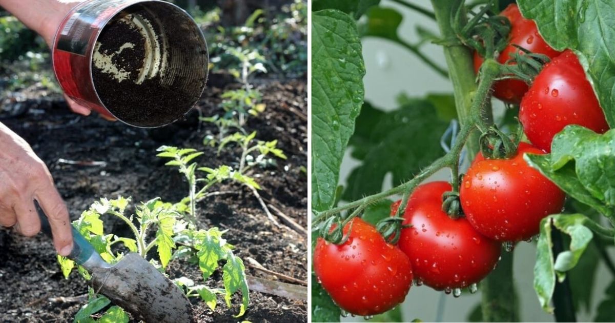 7 Common Things You Should Put In Tomato Planting Hole For The Best ...