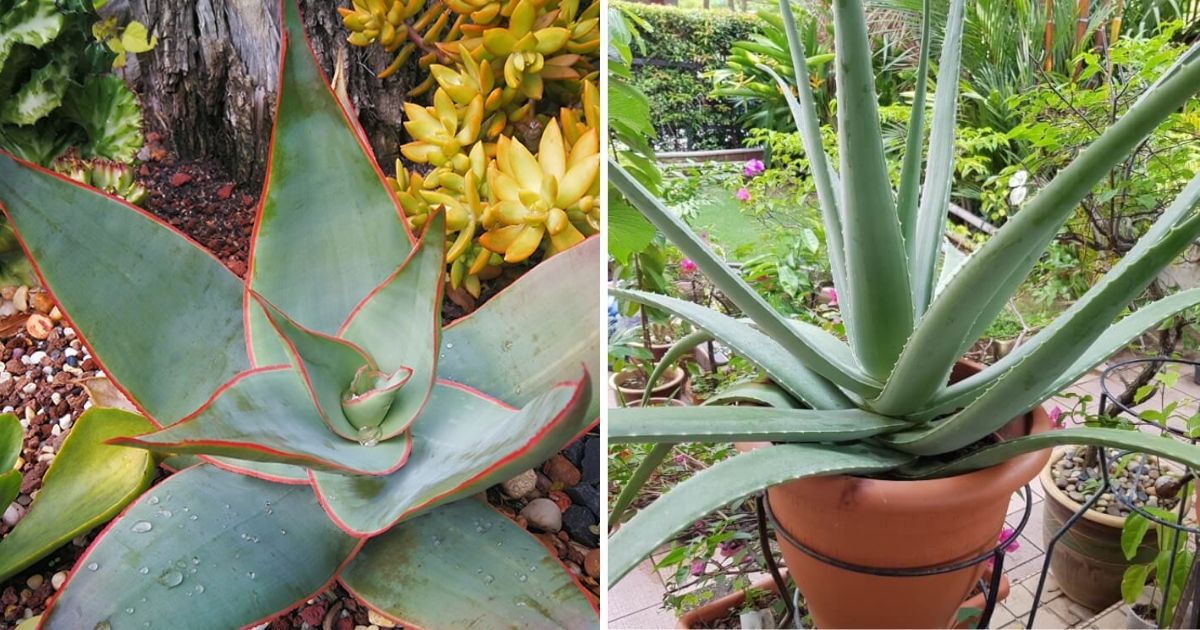 21 Beautiful Aloe Varieties You Can Grow in Containers