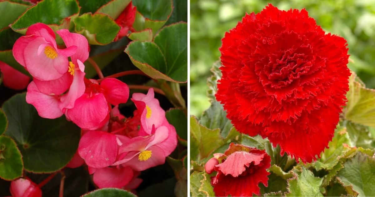 16 Beautiful Varieties of Begonias You Can Grow Indoors and Outdoors