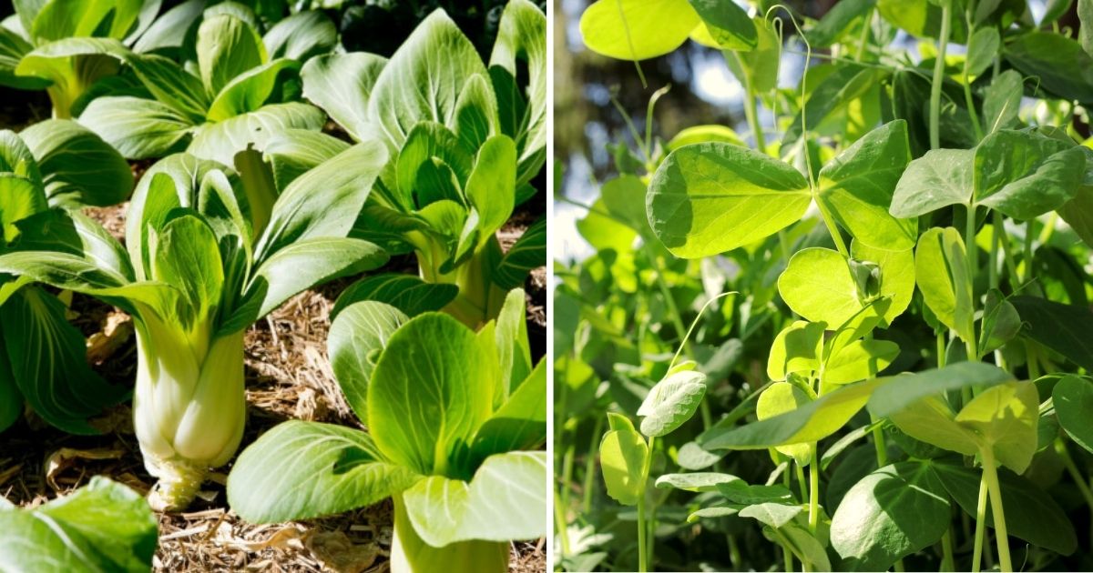 18 Fast-Growing Seeds to Harvest in Just a Month
