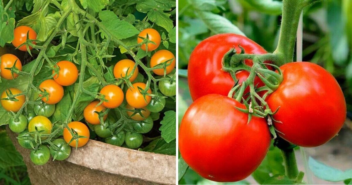 8 Fast-Growing Tomato Types That Ripen Quickly in Your Garden