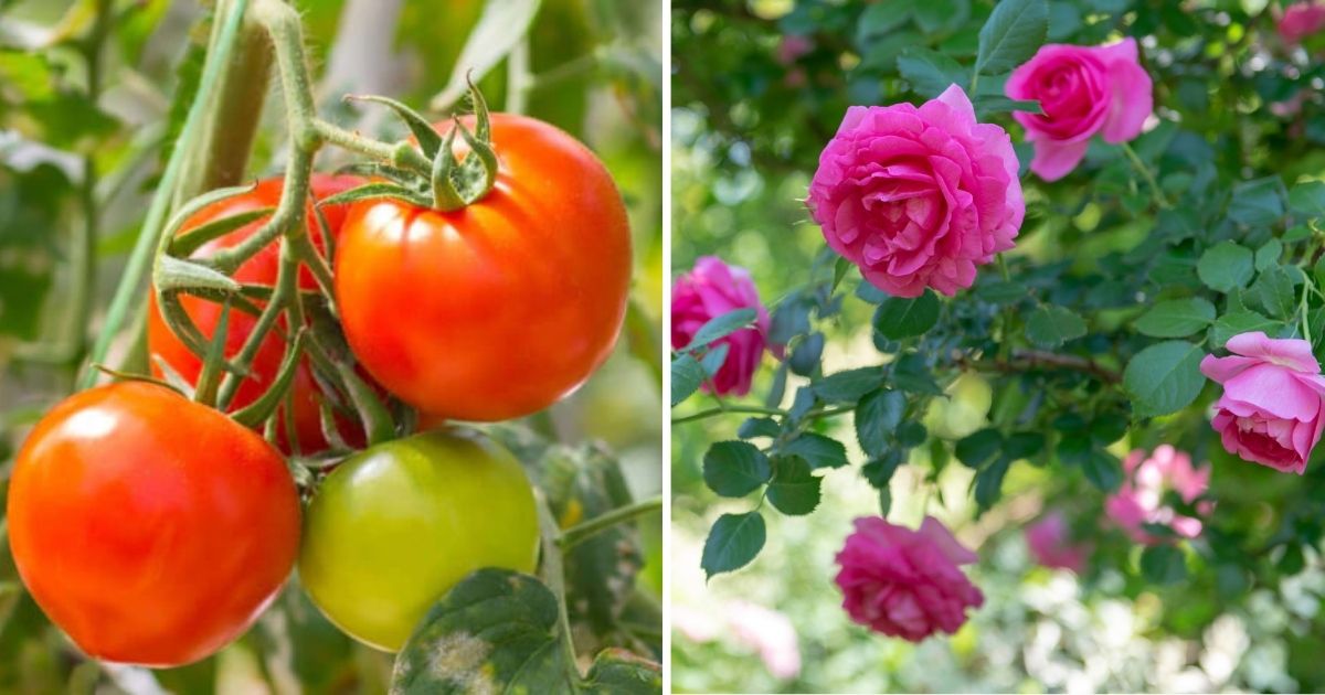 4 Great Fish Head Benefits for Your Plants You Should Know
