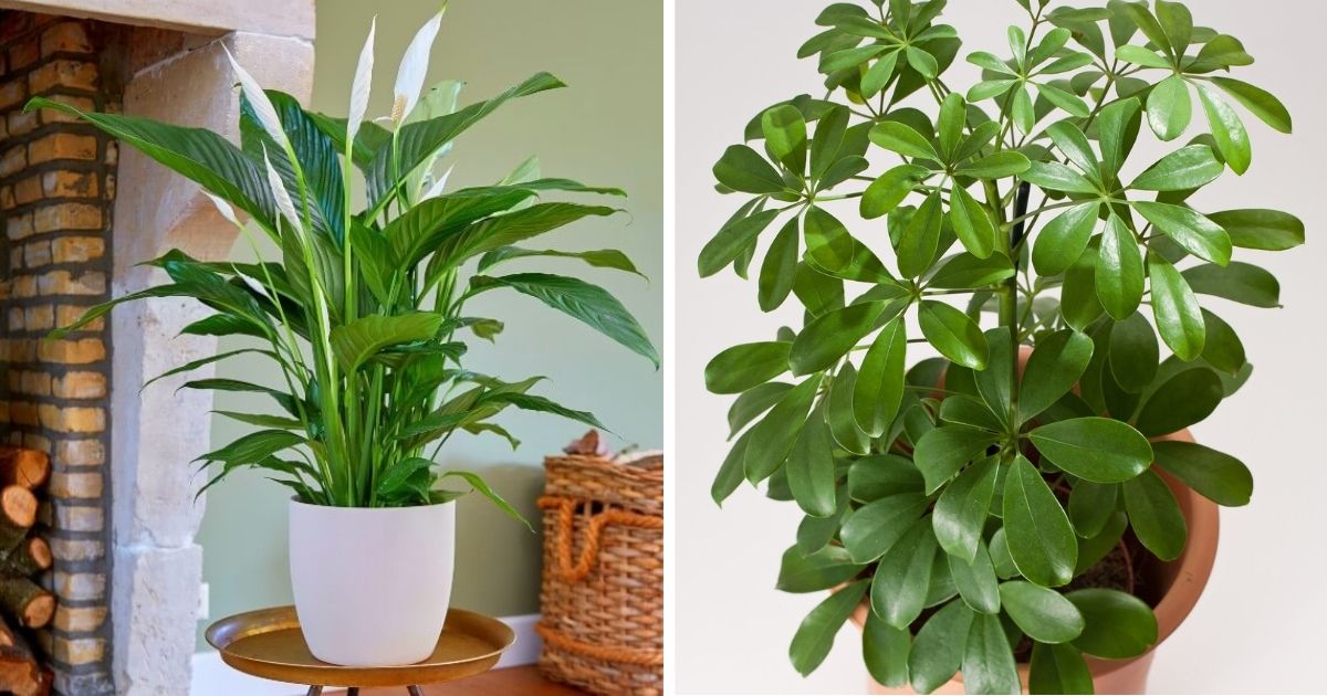 10 Stunning Houseplants With Naturally Glossy Leaves