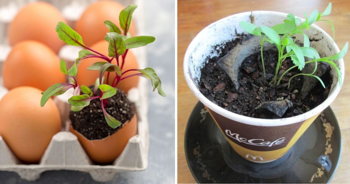 How To Grow Lilies From Seeds: A Step-by-Step Tutorial