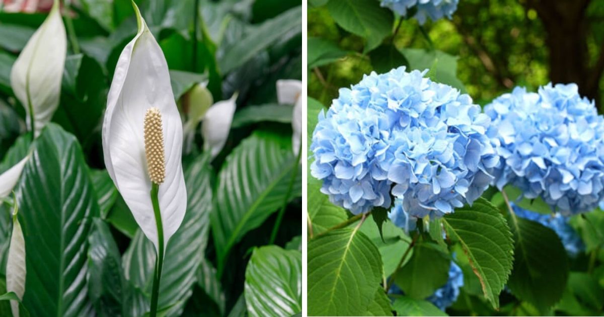 11 Meaningful Funeral Flowers to Help You Express Sympathy and Love
