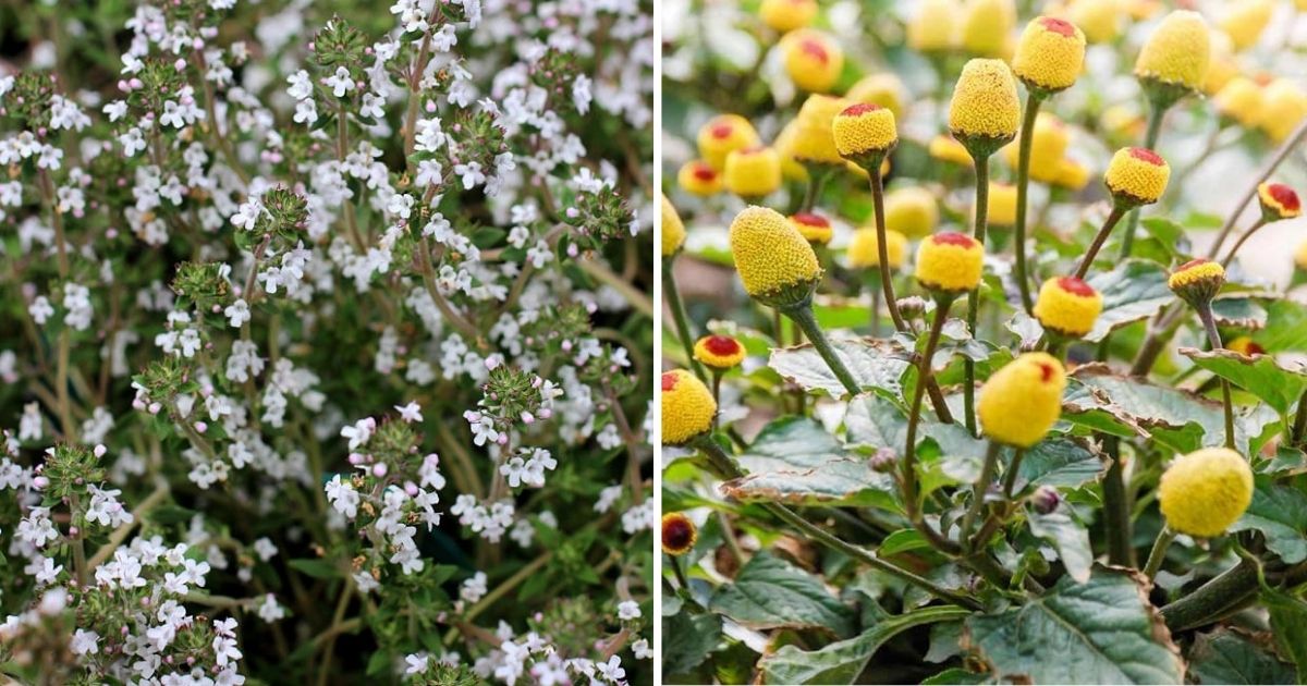 Amazing Benefits of Impepho As A Spiritual And Healing Herb