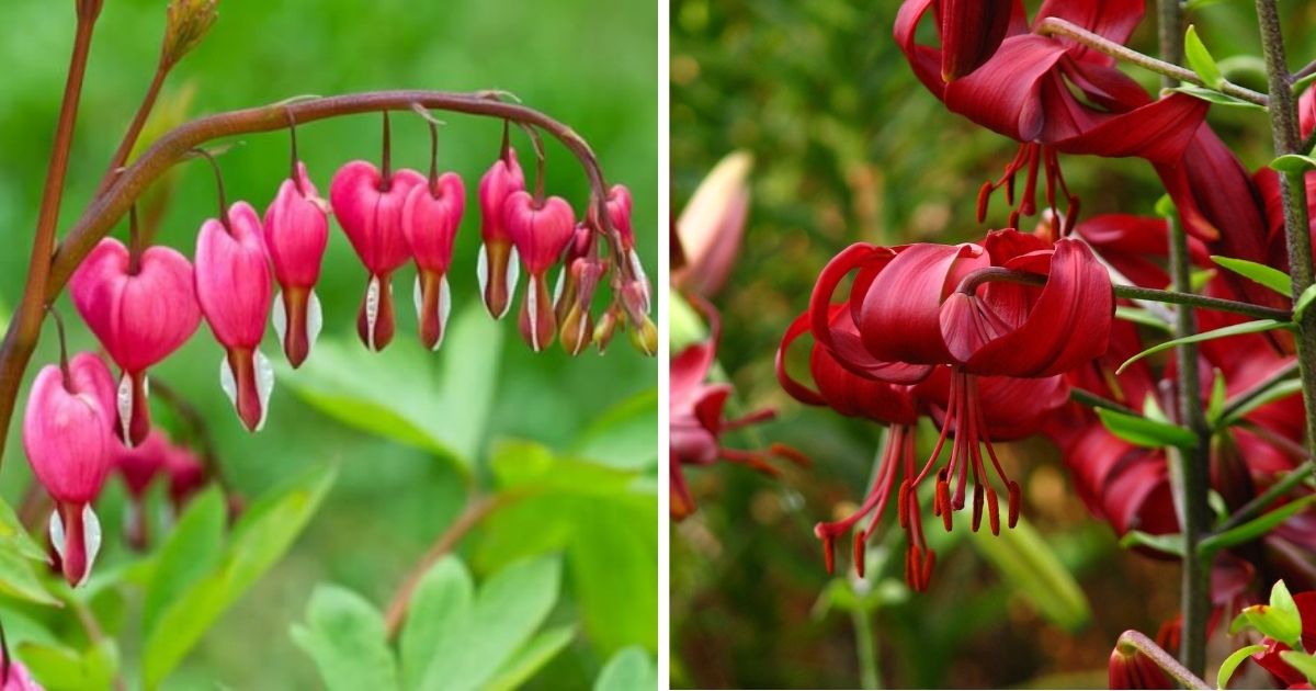 12 Bell-Shaped Flowers That Look Like Christmas Jingle Bells