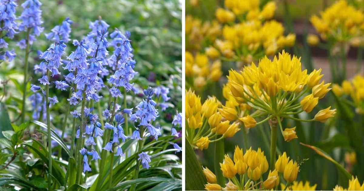 11 Stunning Spring Flowering Bulbs To Grow In The Garden