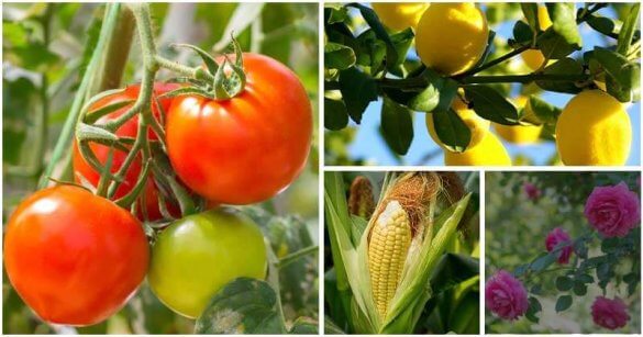 Great Fish Head Benefits For Your Plants You Should Know