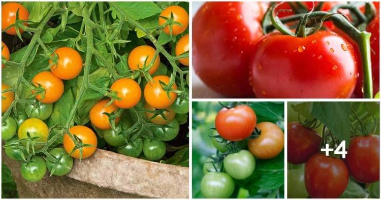Fast Growing Tomato Types You Should Grow In The Garden For An Early ...