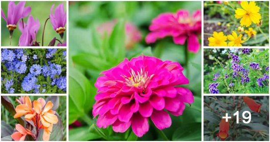 26 Best Beautiful Plants To Grow in Florida