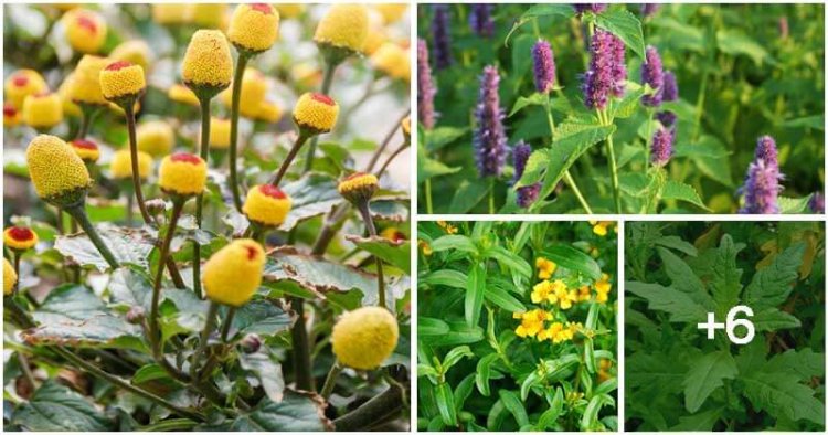 10 Rare Herbs You Will Love Growing In The Garden By Their Amazing ...