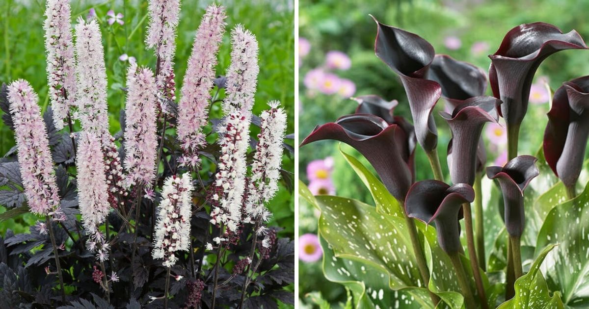 15 Stunning Black Perennial Flowers That Add Bold Beauty to Your Garden