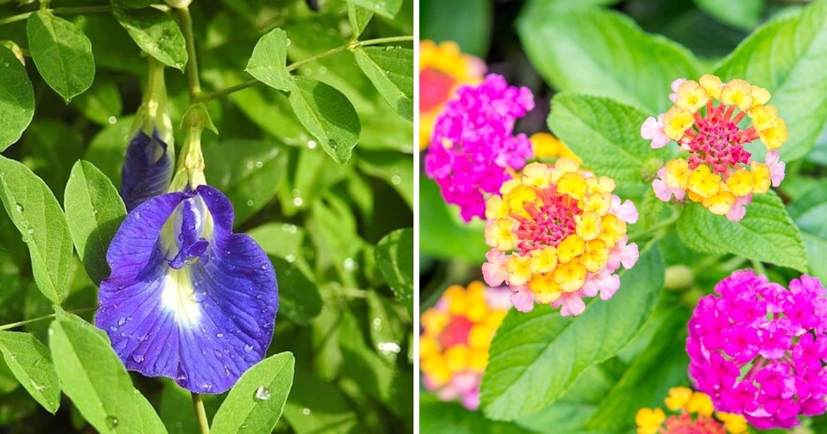 24 Gorgeous Flowers That Bloom All Year to Brighten Your Garden