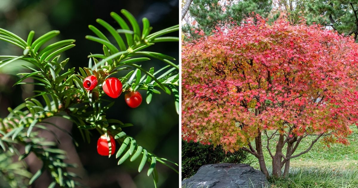 18 Stunning Foundation Plants to Instantly Boost Your Home’s Curb Appeal