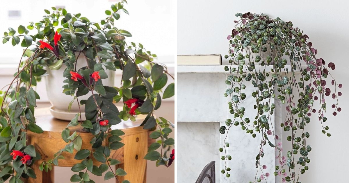 12 Gorgeous Trailing Houseplants That Will Instantly Brighten Your Home