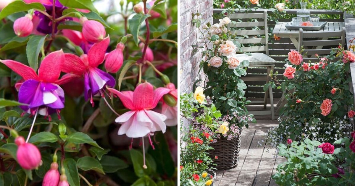 14 Best Plants To Grow On Your Balcony