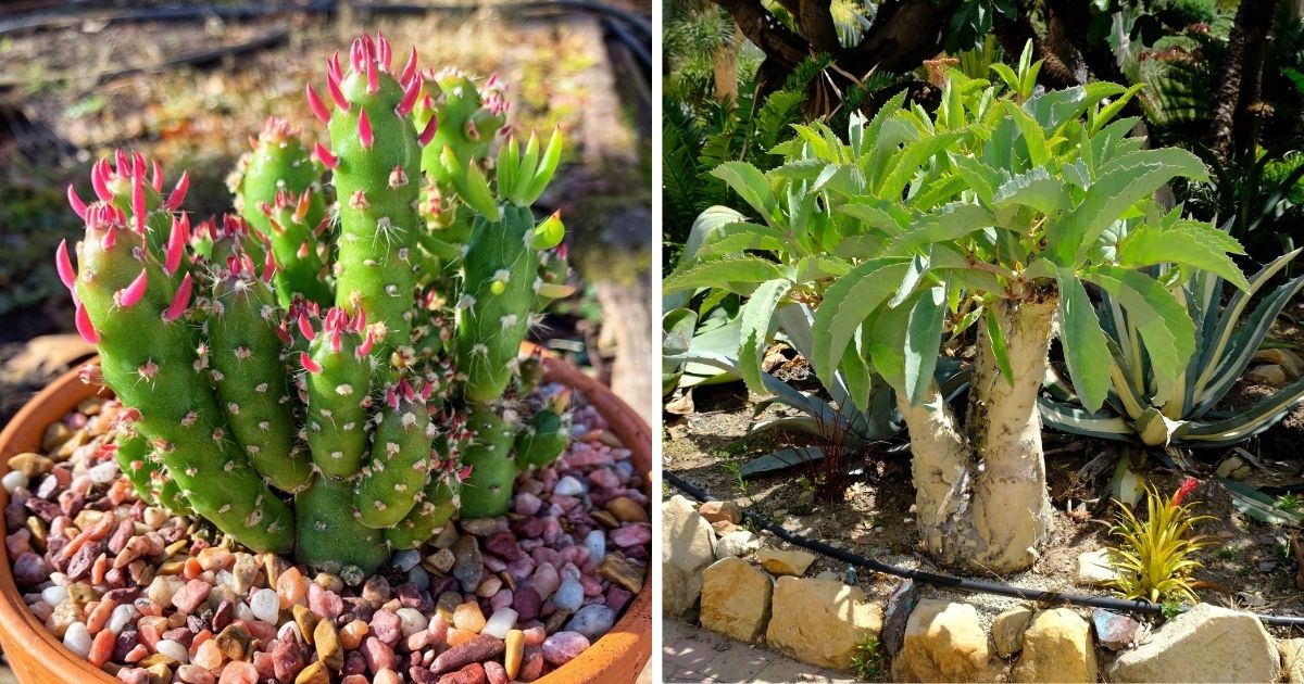 14 Different Runner Plant Types To Grow Indoors And Outdoors