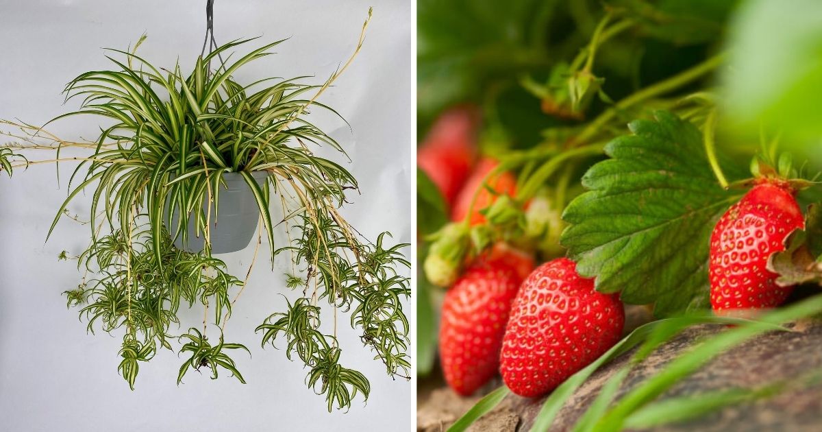 14 Beautiful Runner Plants to Quickly Fill Your Home and Garden with ...