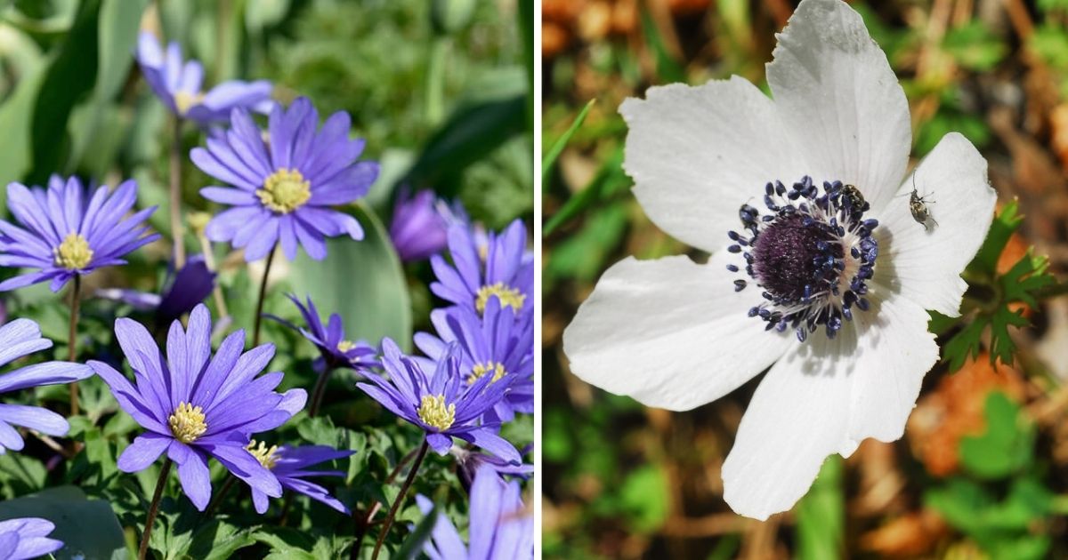 15 Charming Windflower Varieties That Will Add Magic to Your Garden