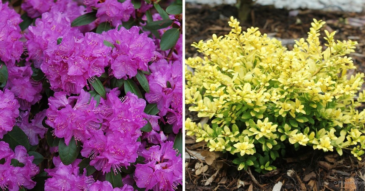 20 Compact Evergreen Shrubs That Bring Lasting Charm to Small Garden Spaces