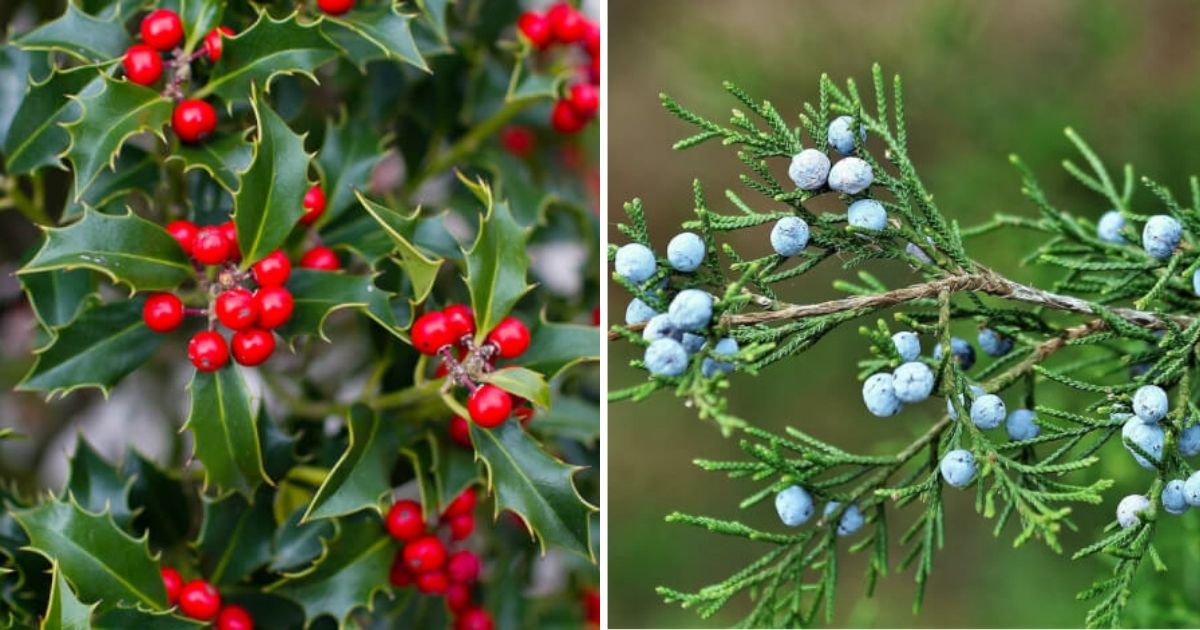 10 Beautiful Edible Trees to Feed Birds and Pollinators