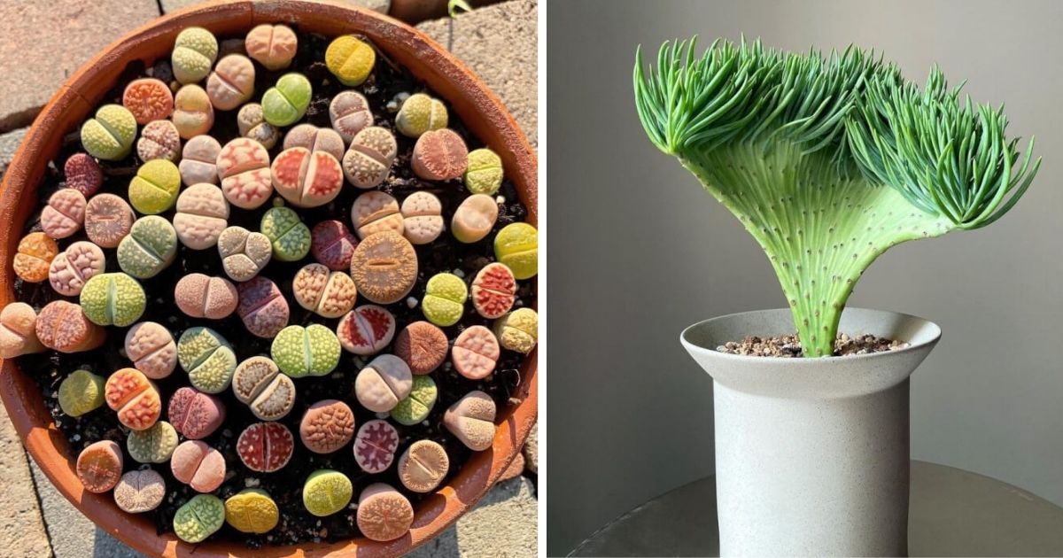15 Exotic Succulent Types That Resemble Something Else