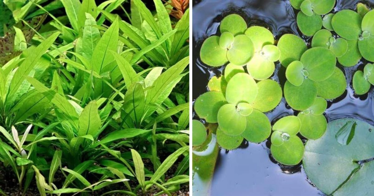 14 Different Runner Plant Types To Grow Indoors And Outdoors