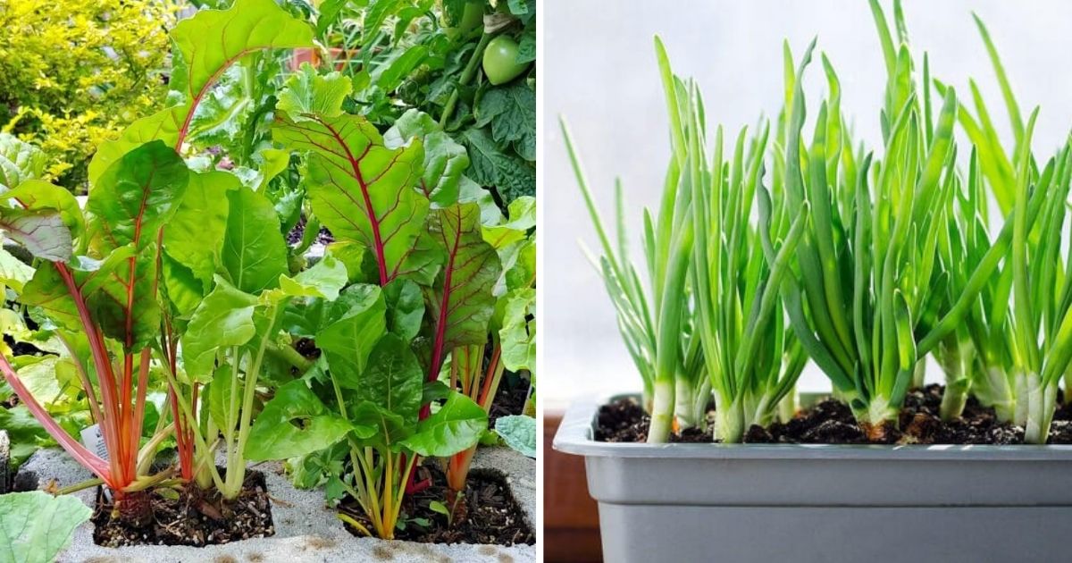 11 Best Fast-Growing Green Vegetables for Home Gardeners