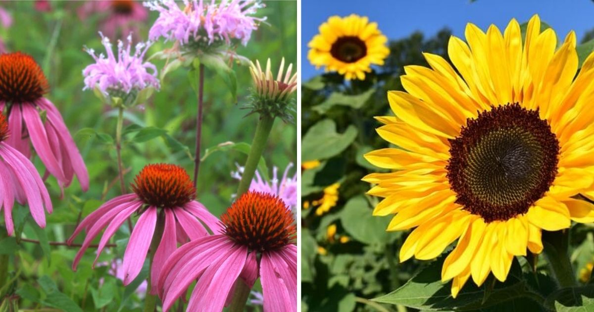 15 Best Plants To Grow For Hedges