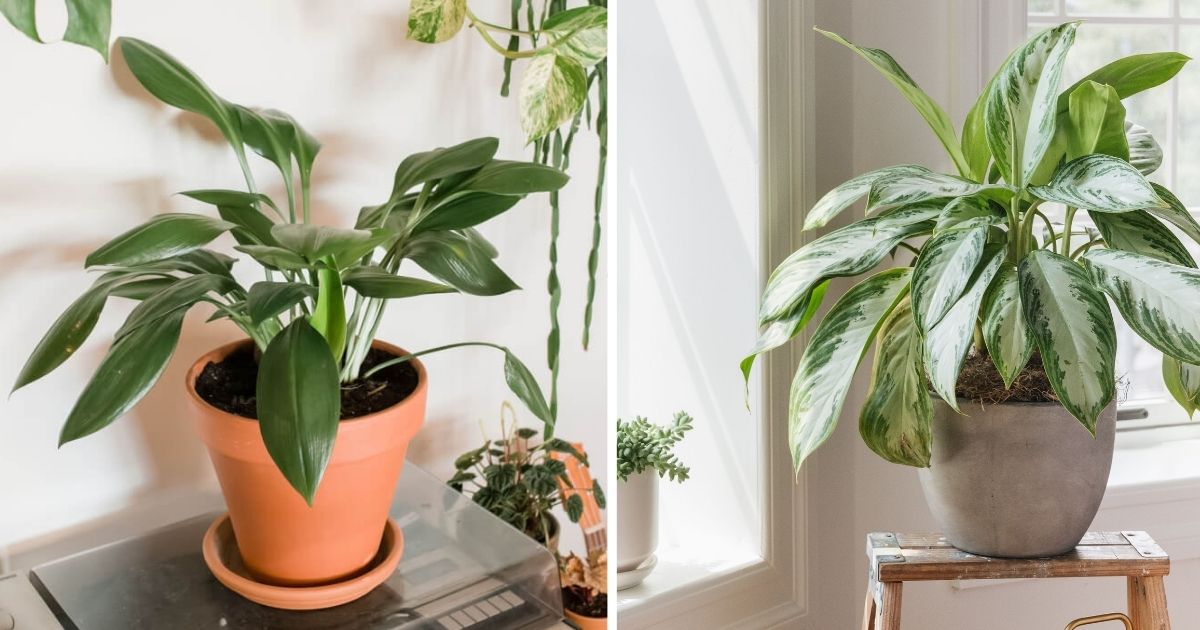 9 Easy Indoor Plants That Thrive Even if Neglected