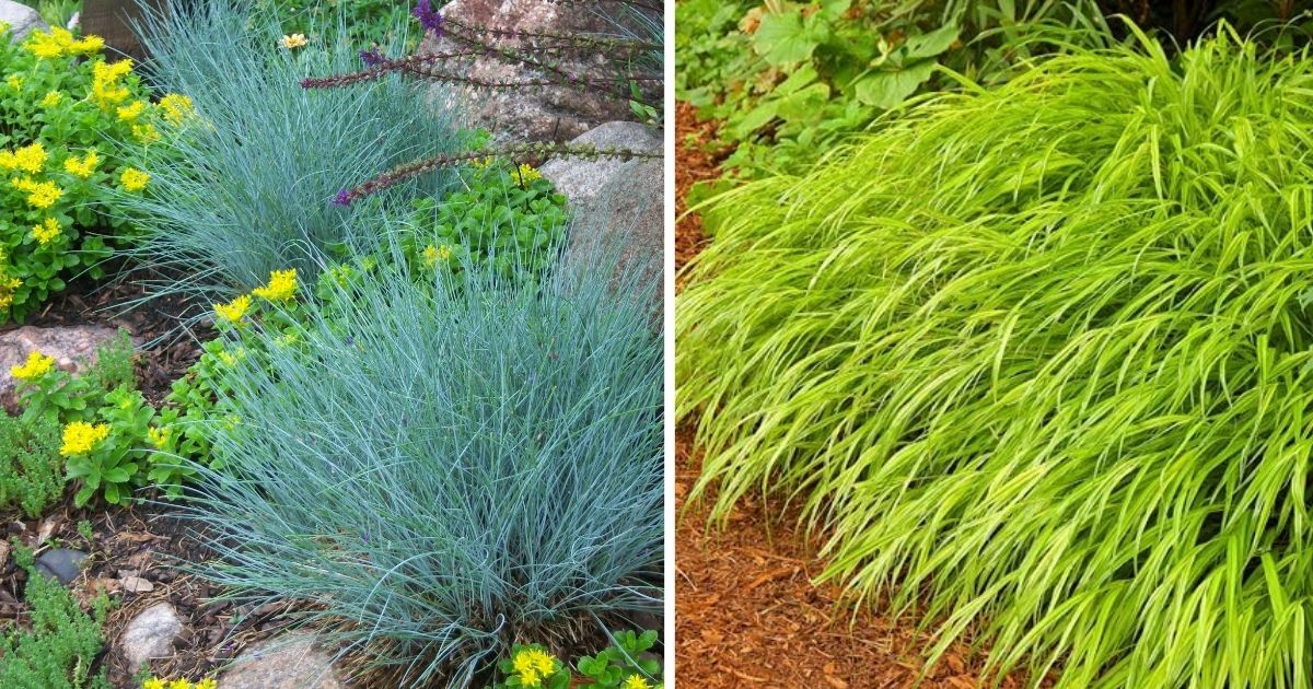 11 Low-Maintenance Ornamental Grass Types to Grow in Your Garden