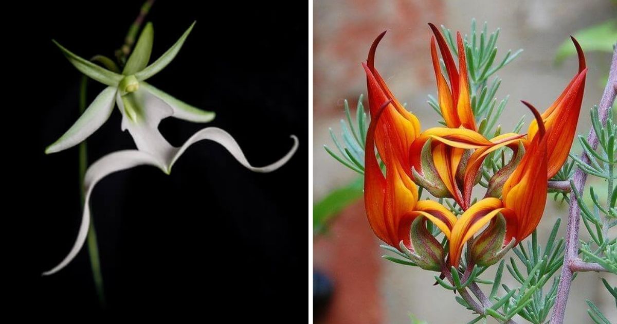 12 Most Exotic and Rarest Flowers You’ll Be Fascinated to Discover