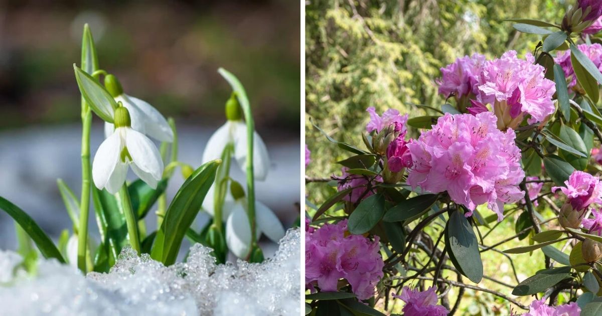 30 Poisonous Flowers You Should Recognize