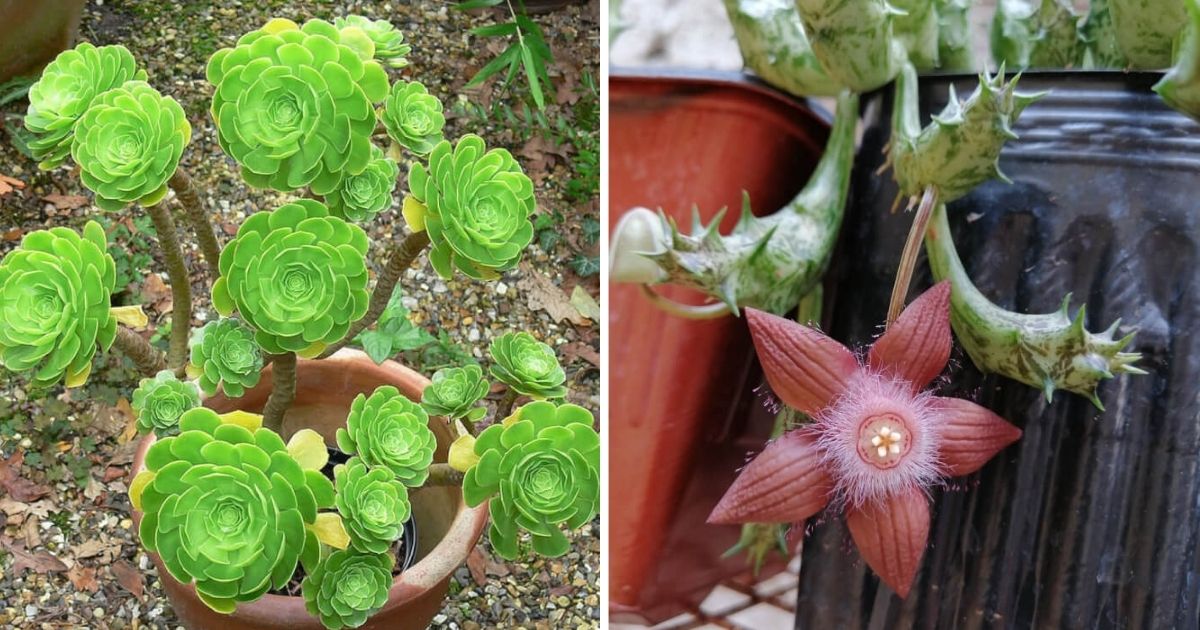 30 Beautiful Flowering Succulents to Brighten Your Indoor and Outdoor ...