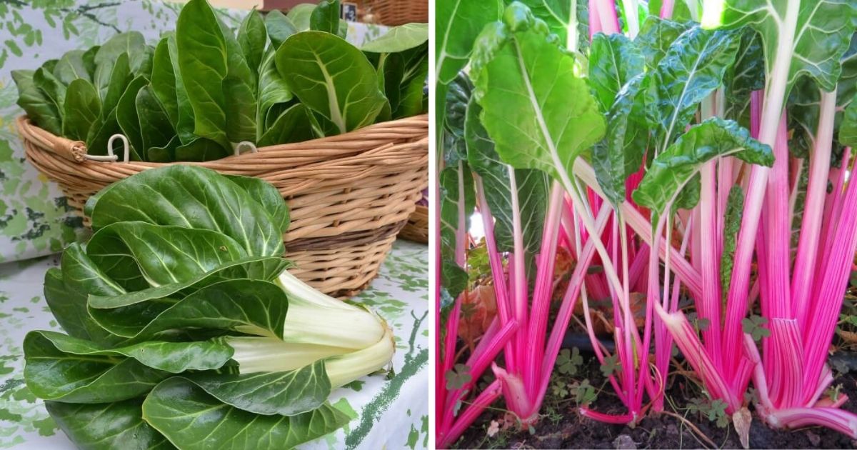 12 Delicious and Easy Chard Veggies for Home Gardens