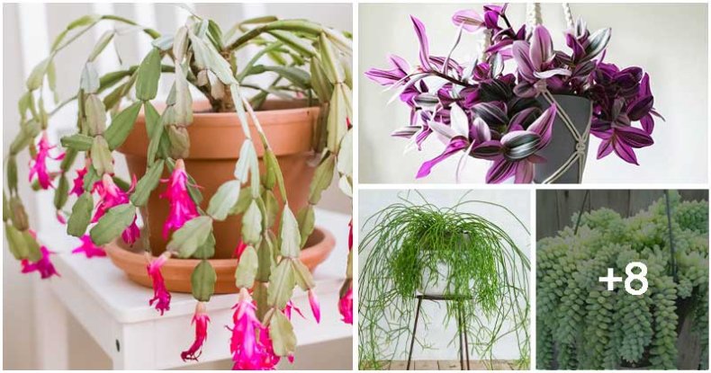 12 Beautifull Trailing Houseplants To Grow Indoors