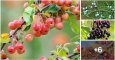 10 Edible Trees That Are Great Natural Gifts Attracting The Wildlife ...