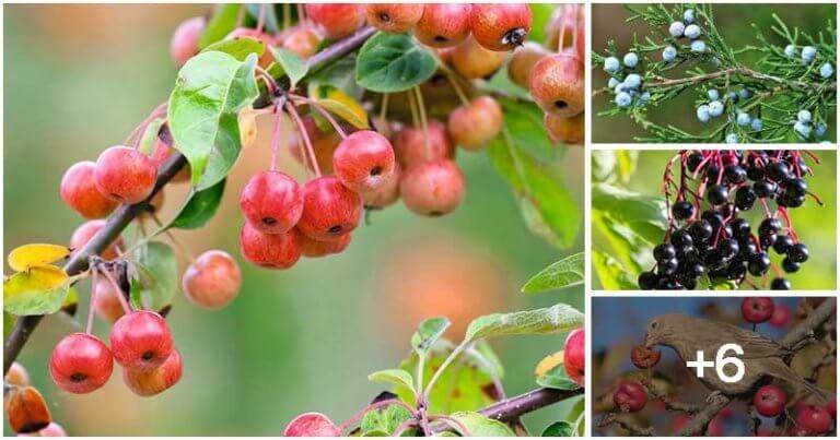 10 Edible Trees That Are Great Natural Gifts Attracting The Wildlife ...
